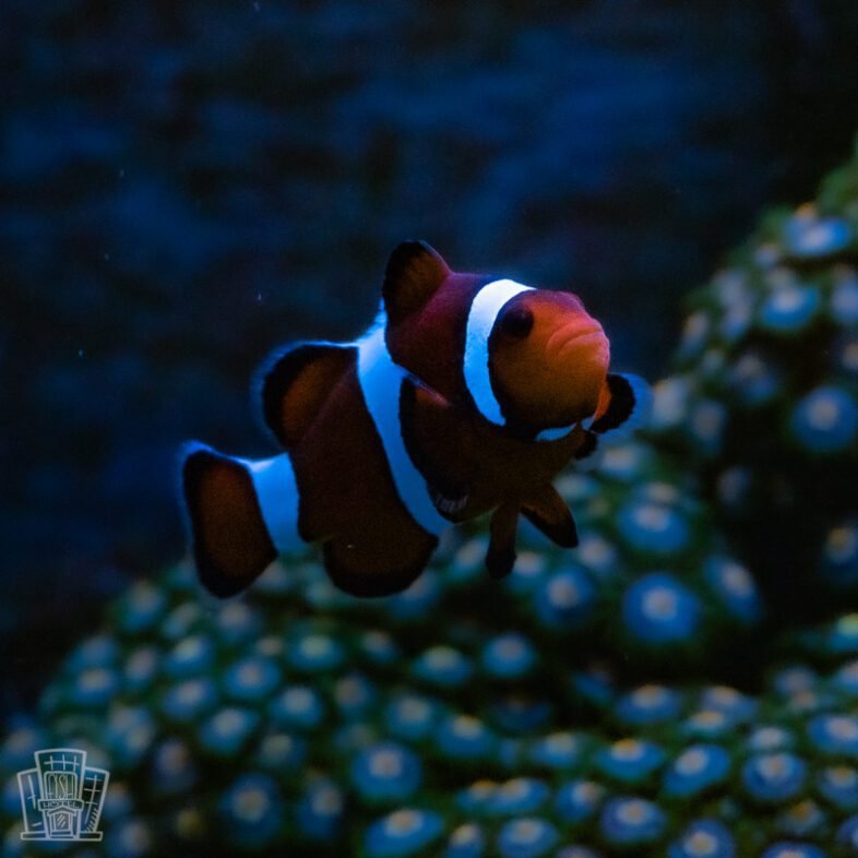 Quarantined Fish - The FisHotel