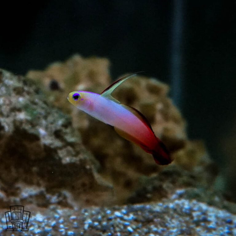 Quarantined Fish - The FisHotel