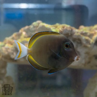 Gold-Rimmed Tang from The FisHotel