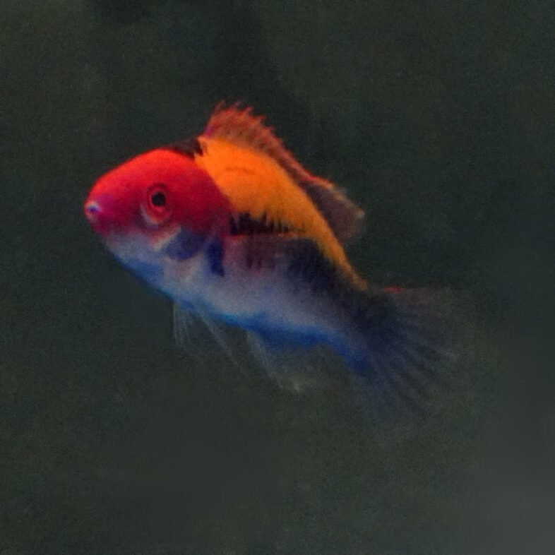 Orange-back Fairy Wrasse from The FisHotel