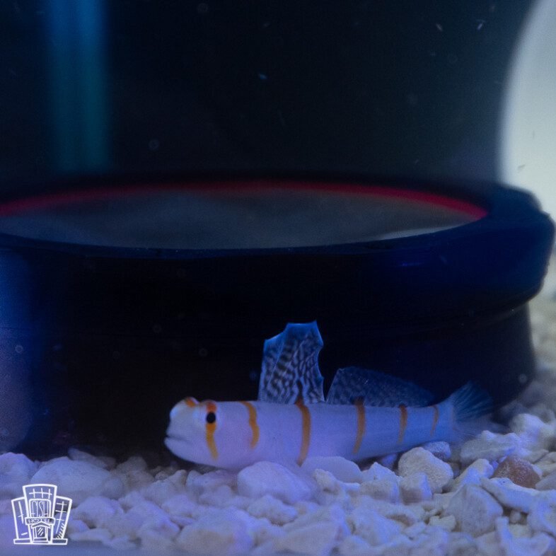 Orange stripe prawn goby from The FisHotel