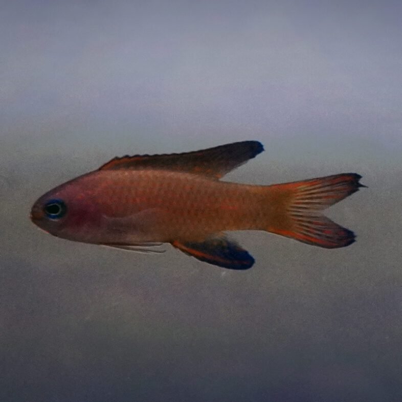 Randell's Assessor from The FisHotel