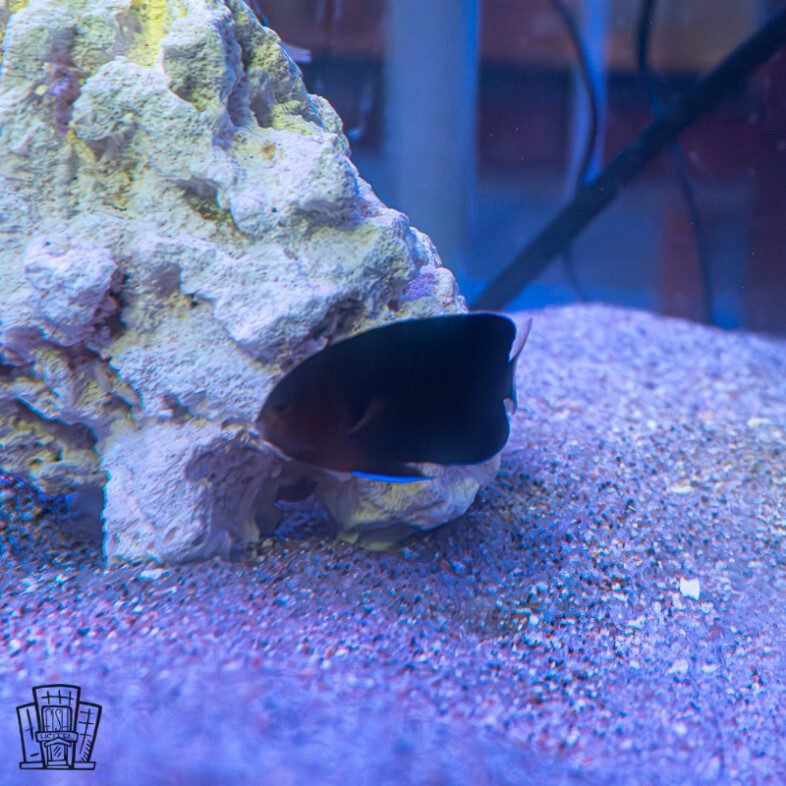 Quarantined Fish - The FisHotel