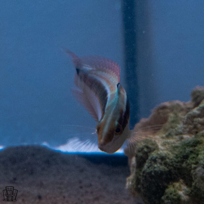 Sleeper blue dot goby from The FisHotel