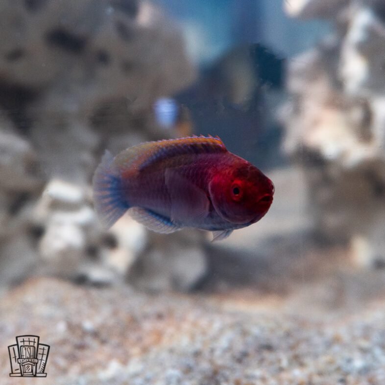 Ruby Head Fairy Wrasse - The FisHotel